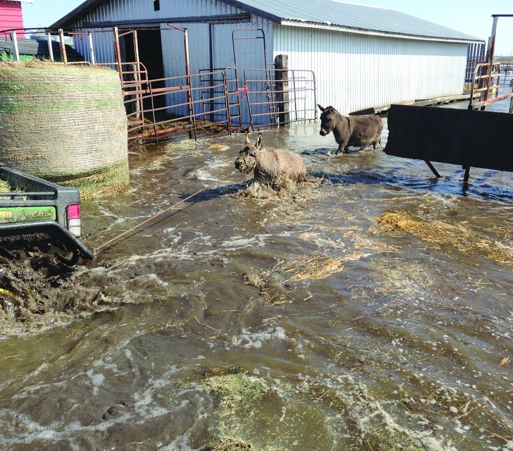 Flash flood swamps farmyard - Manitoba Co-operator