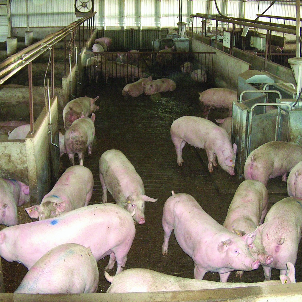 Electronic sow feeding first choice for productivity - Manitoba Co-operator