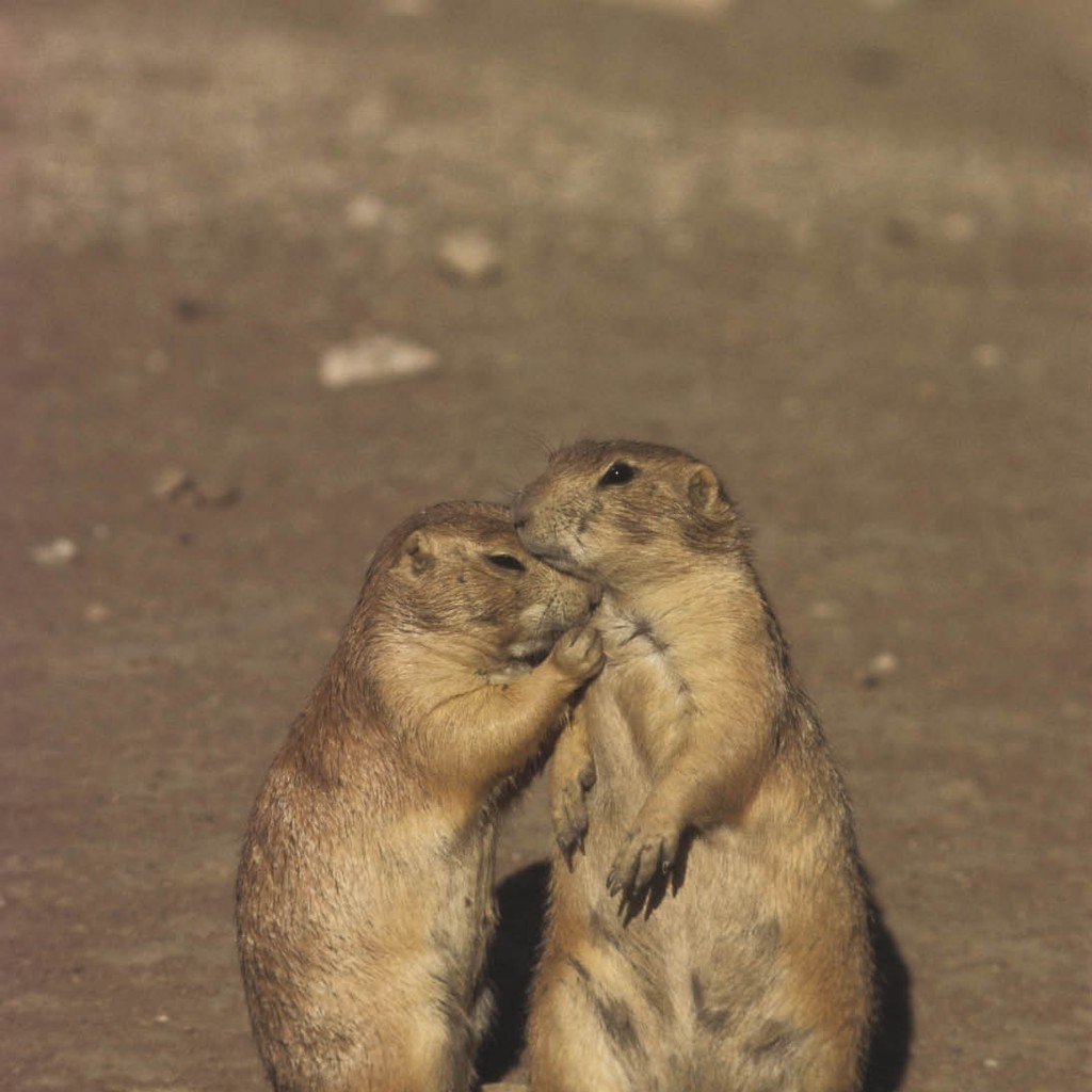 Prairie dog families know how to get along - Manitoba Co-operator