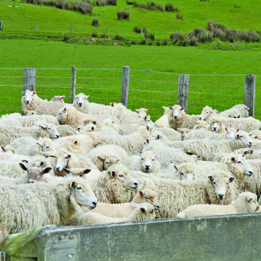 Structure your sheep operation to save time and labour - Manitoba Co ...