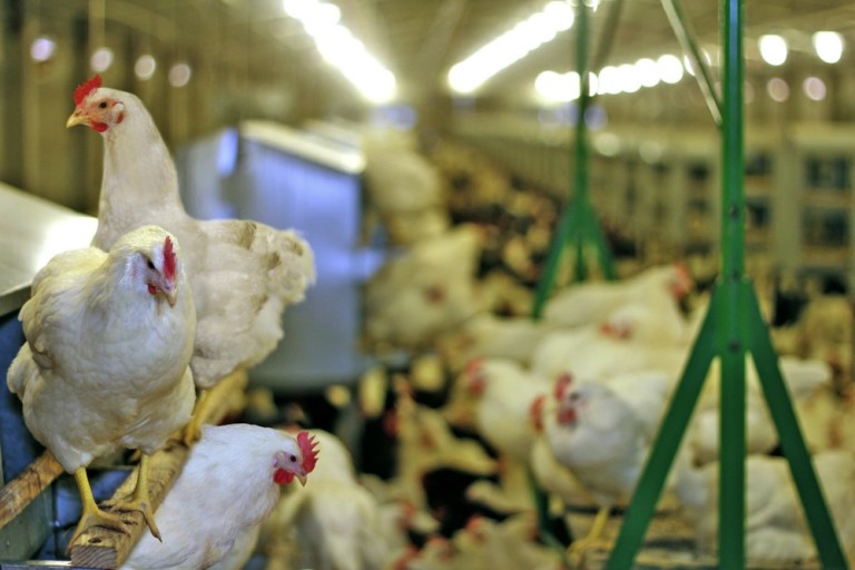 Poultry farmers win right to appeal MCP's specialty quota program ...
