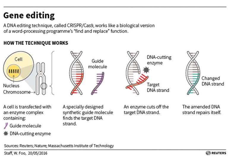 New gene editing tool maybe not GMO, considered more as 'novel'