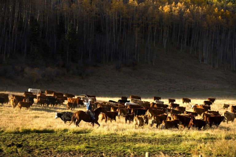 VBP verfied beef program makes its debut