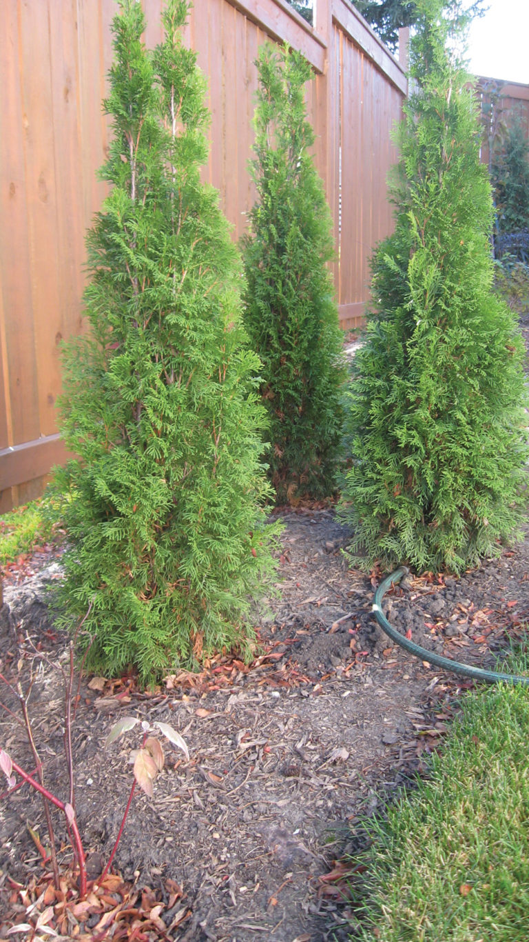 How to prepare your evergreen trees for winter