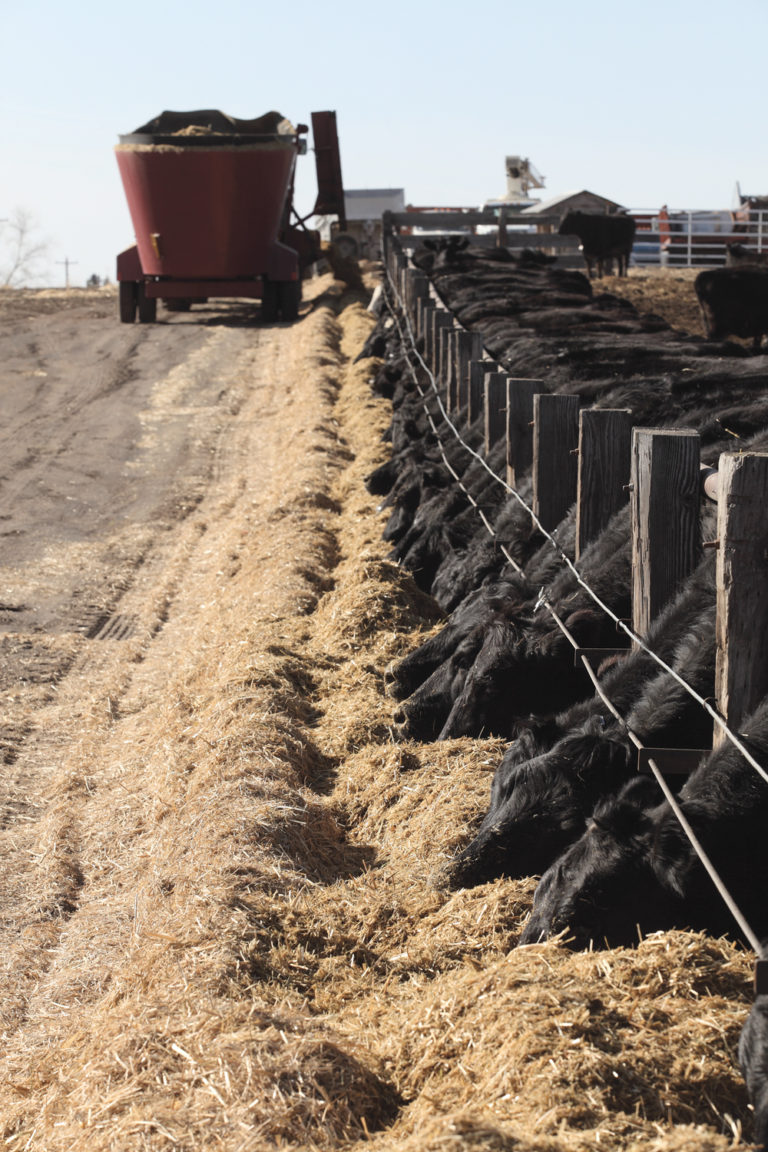 GM cattle could have many benefits - Manitoba Co-operator