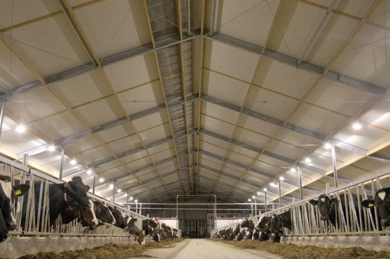 Good lighting can help increase milk production in dairy cattle
