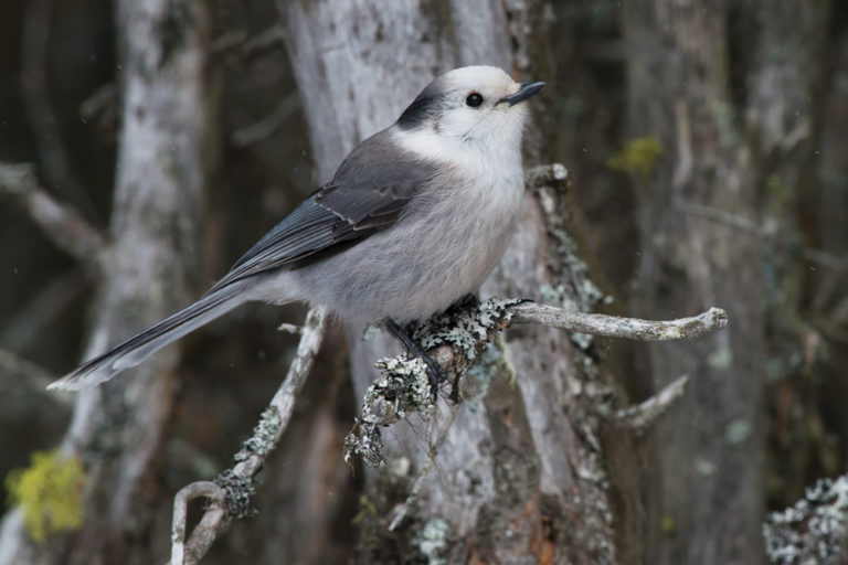 Gray jay nominated as Canada’s national bird - Manitoba Co-operator