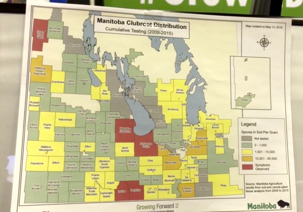 The clubroot situation for Manitoba canola growers - Manitoba Co-operator