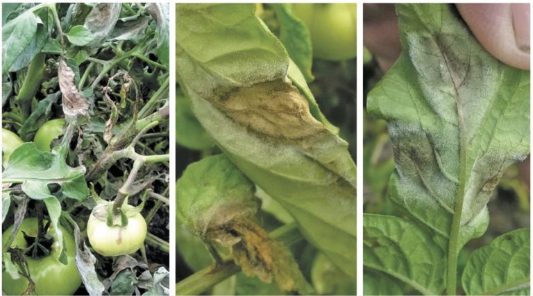 Get an early start on preventing late blight - Manitoba Co-operator