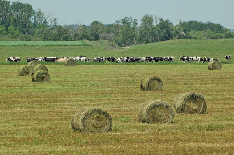 Prime drying weather boosts first forage cut - Manitoba Co-operator