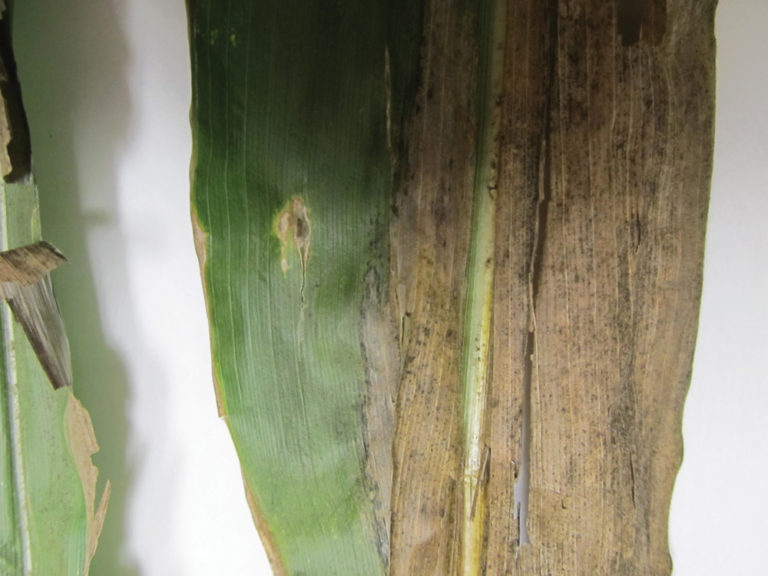 Goss’s wilt makes its first appearance of the year - Manitoba Co-operator