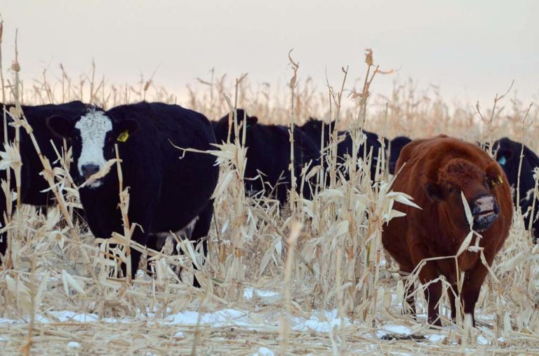 MBFI tackles the ins and outs of winter pasturing - Manitoba Co-operator