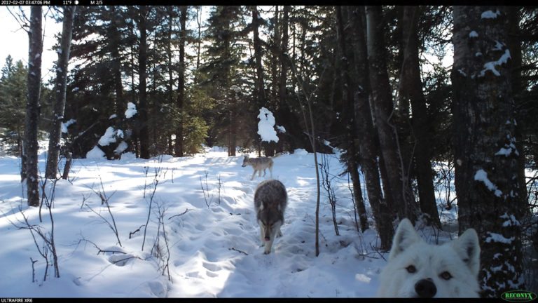 Studying the wolves of Riding Mountain National Park - Manitoba Co-operator