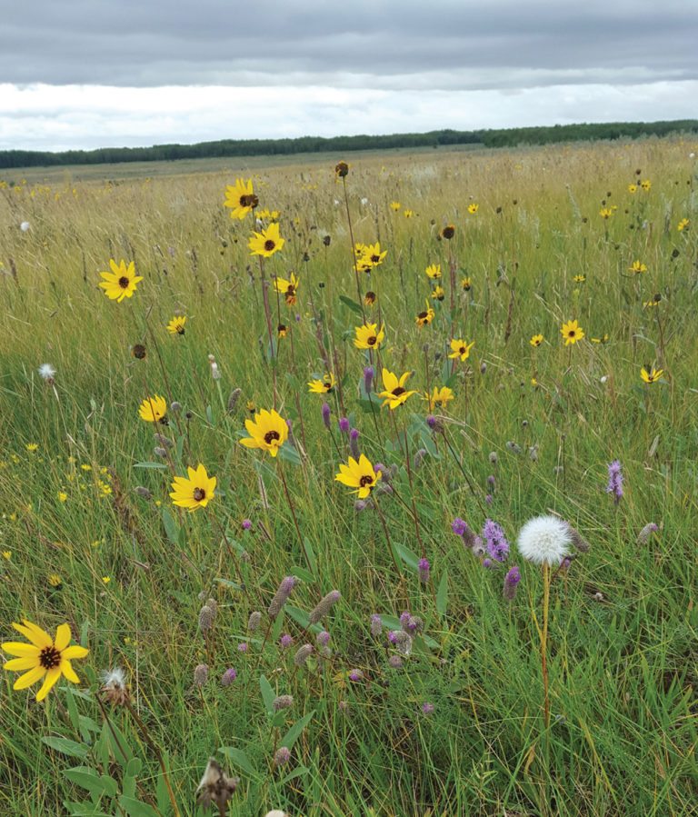 Community pasture benefits worth over $13 million a year, study says ...
