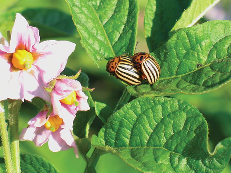 Potato beetle resistance brewing - Manitoba Co-operator
