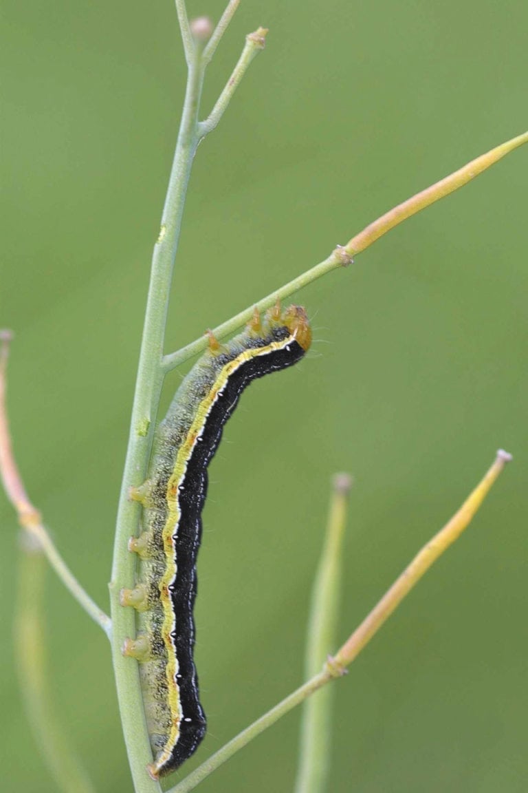 Trap counts in the black for bertha army worm, diamondback moth surge ...