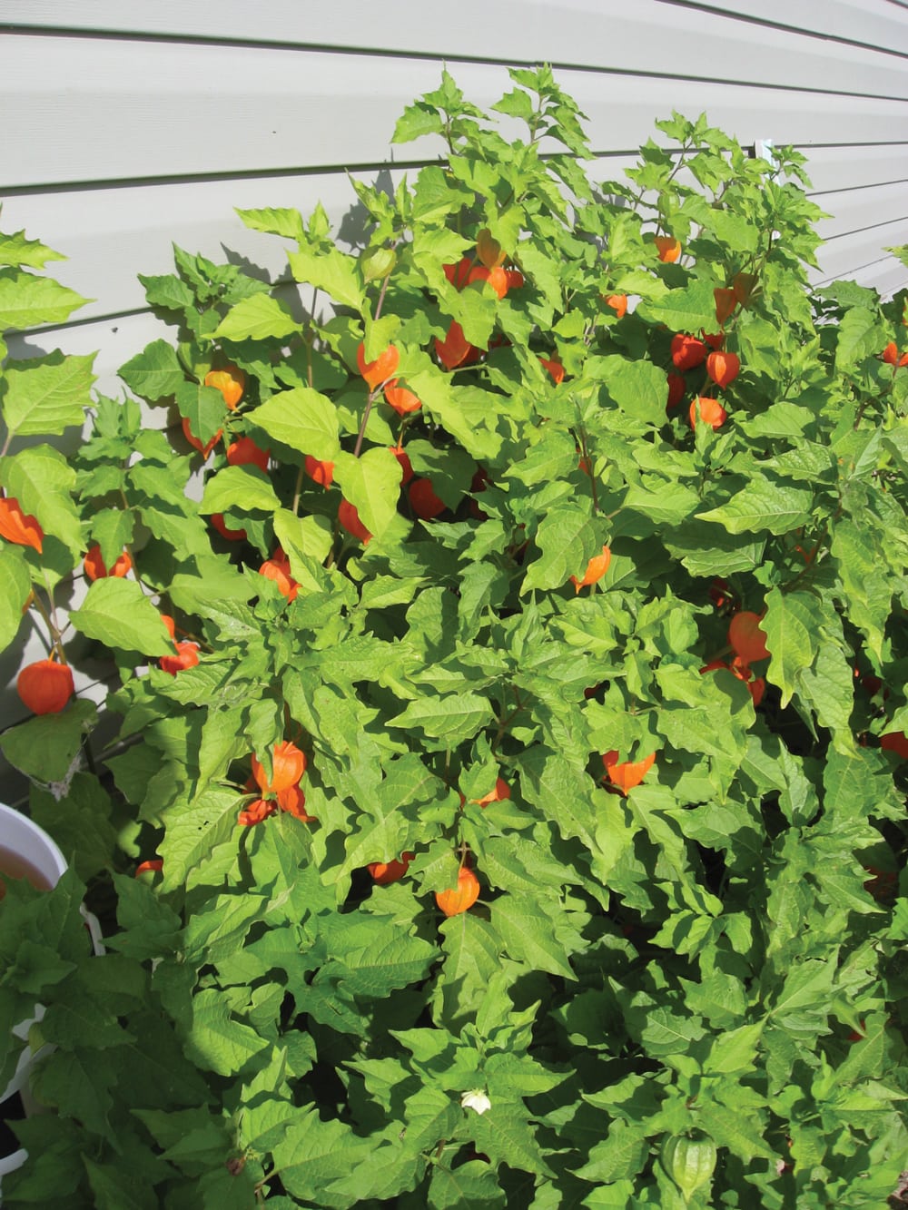Is The Reward Of Growing Chinese Lanterns Worth The Risk Manitoba Co 