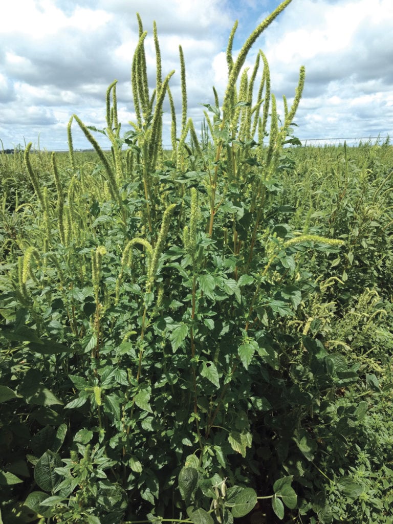 North Dakota asks farmers to watch for Palmer amaranth in their fields