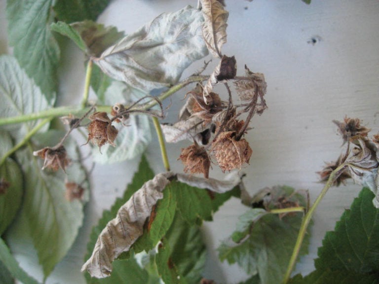 Fire blight can infect raspberries - Manitoba Co-operator