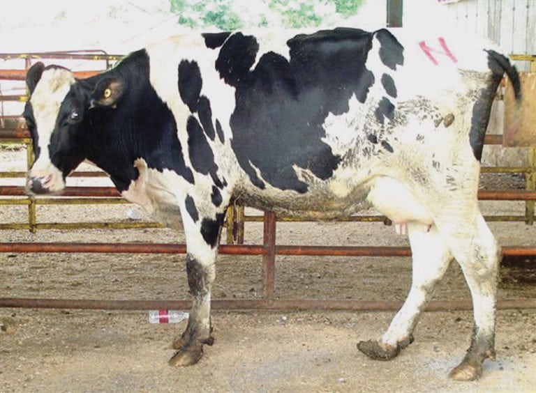 Vets call for better management of dairy culls - Manitoba Co-operator