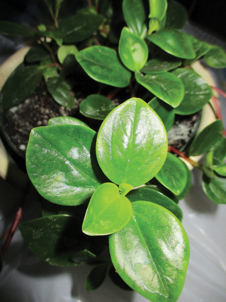 Growing a peperomia plant - Manitoba Co-operator