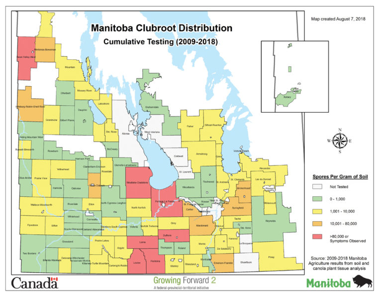 Clubroot: Coming soon to a canola field near you - Manitoba Co-operator