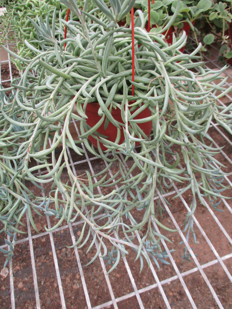 Wire Vine Does Well Inside Or Out - Manitoba Co-operator