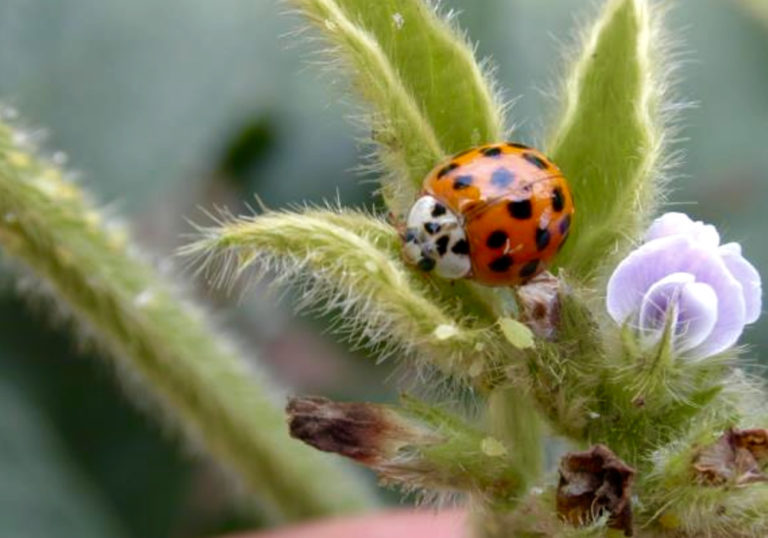 Bring back flowers to bring pollinators back to the field