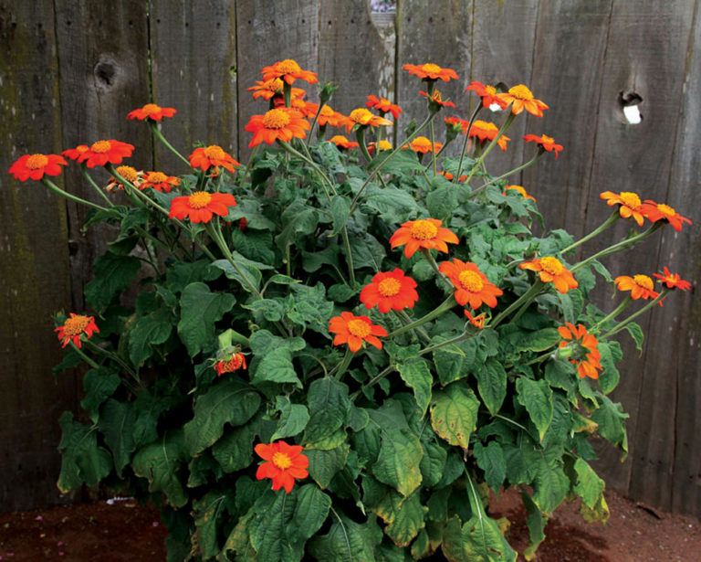 Start some tithonia seeds for added colour in the garden - Manitoba Co ...