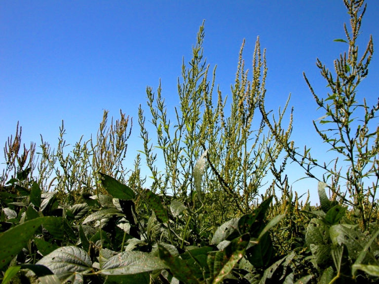 New cases of Tall waterhemp found in Manitoba - Manitoba Co-operator