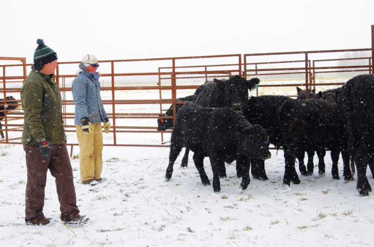 Breaking down the basics of low-stress cattle handling - Manitoba Co ...