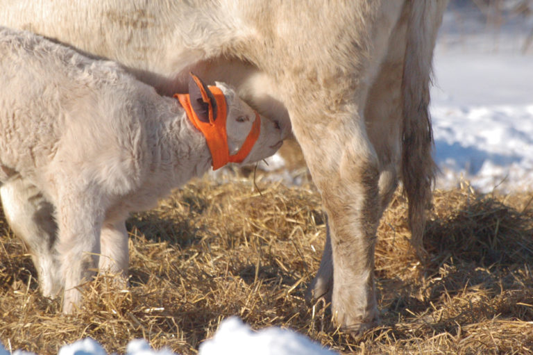 Now is a good time to check udders of cows and bred heifers - Manitoba ...