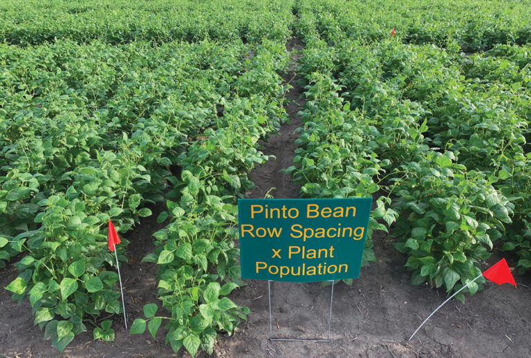 Dry beans respond to row spacing and plant population - Manitoba Co ...