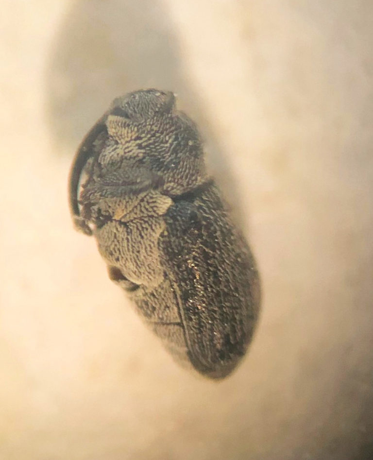 Keep an eye out for these three ‘new’ insect pests - Manitoba Co-operator