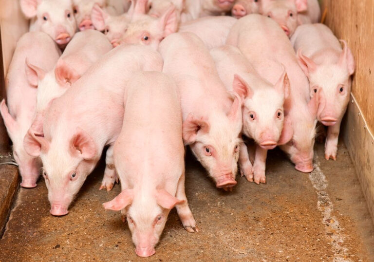 CFIA rules smooth path for AI facilities - Manitoba Co-operator