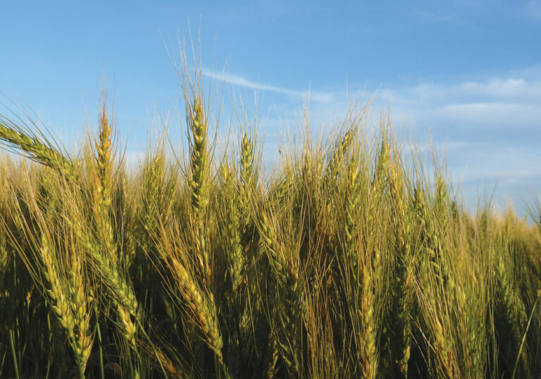 Manitoba Crop Alliance predicts increased research benefits - Manitoba ...