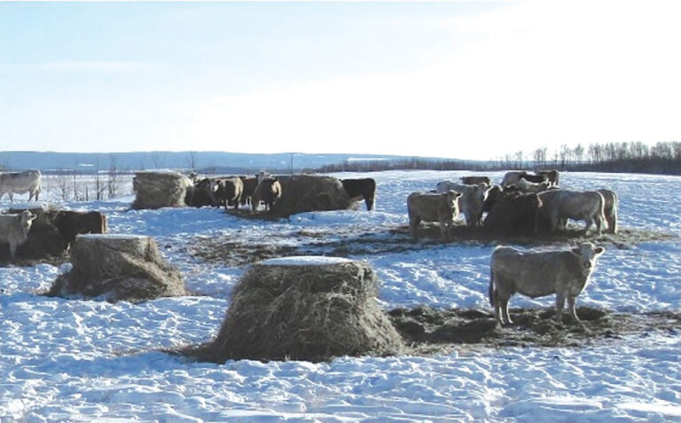 Bale grazing is having its moment in the (winter) sun - Manitoba Co ...