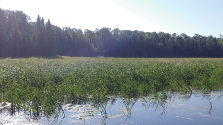 Manomin Project restoring wild ‘rice’ - Manitoba Co-operator