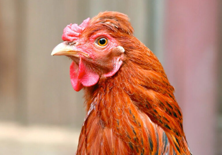 Germany may cull up to 70,000 chickens as bird flu found on another ...