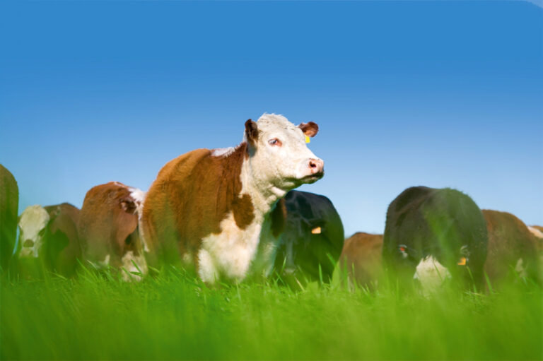 GM cattle could have many benefits - Manitoba Co-operator