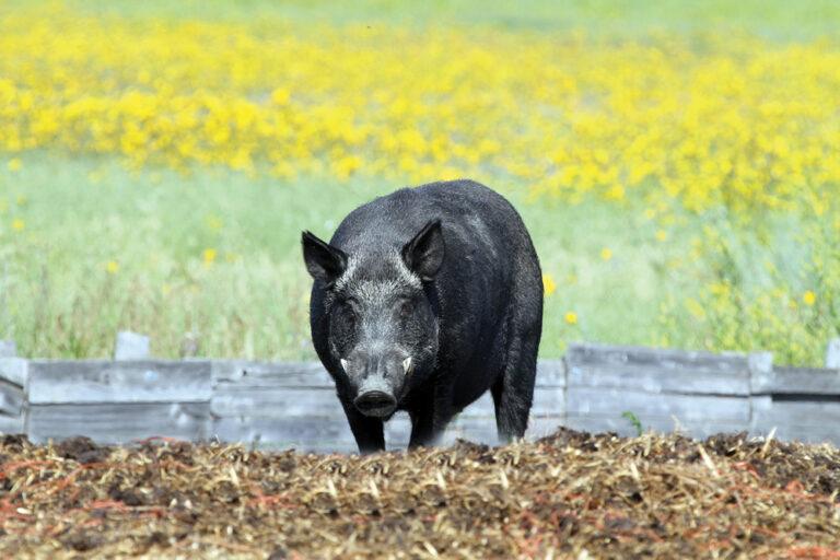 Pig fighters without borders - Manitoba Co-operator