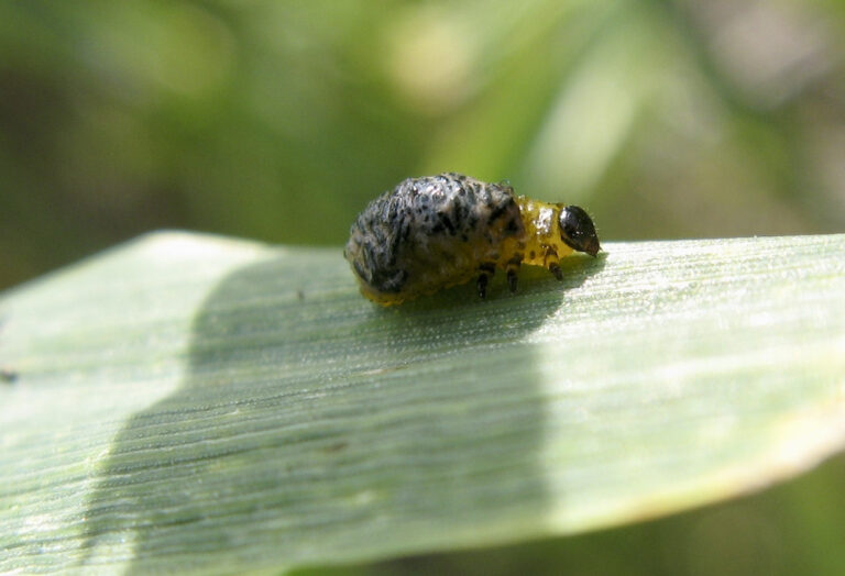 AAFC wants your cereal leaf beetles - Manitoba Co-operator