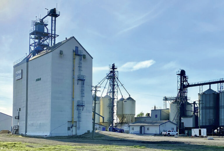 Ceres Global Ag Corp. making its presence known on the oilseed ...