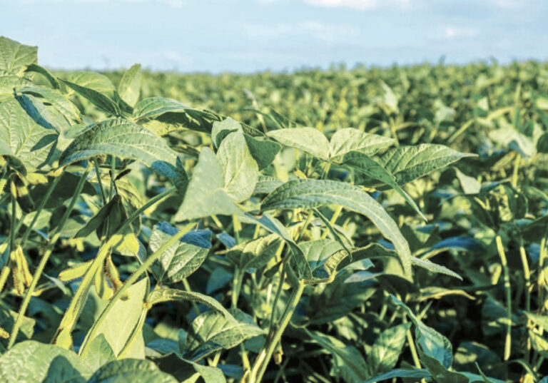Canada’s soybean industry small, but nimble - Manitoba Co-operator