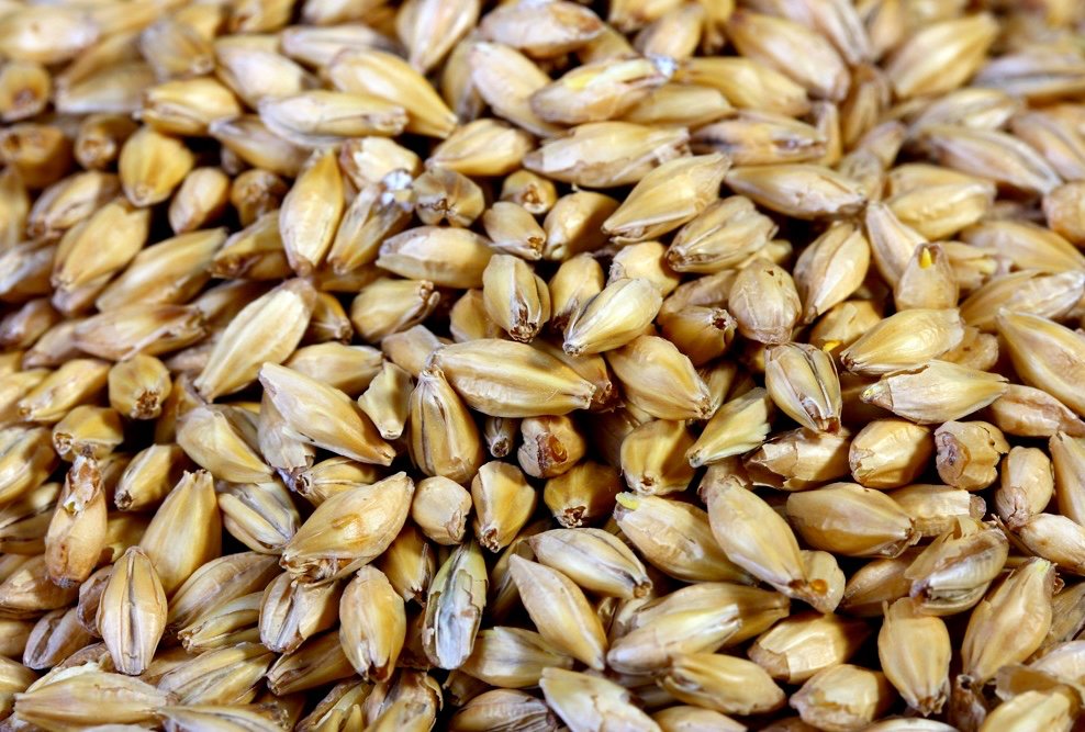 Klassen: Feed barley rally pressures feeder cattle market | Manitoba Co ...