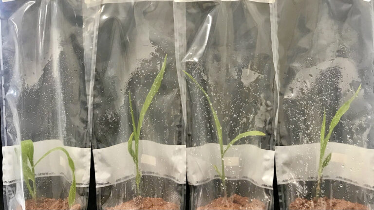 Soil microbes play a surprising role in corn hybrid vigour - Manitoba ...