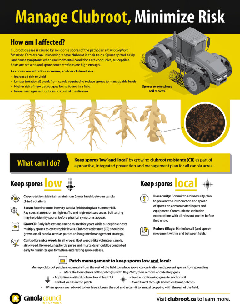 Taking the path of least resistance opens door to clubroot ‘disaster ...