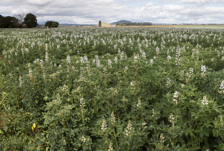 Combining pulse crops and soil-friendly farming a real winner