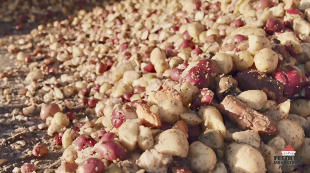 Native prairie restoration becomes a family dream brought to life ...