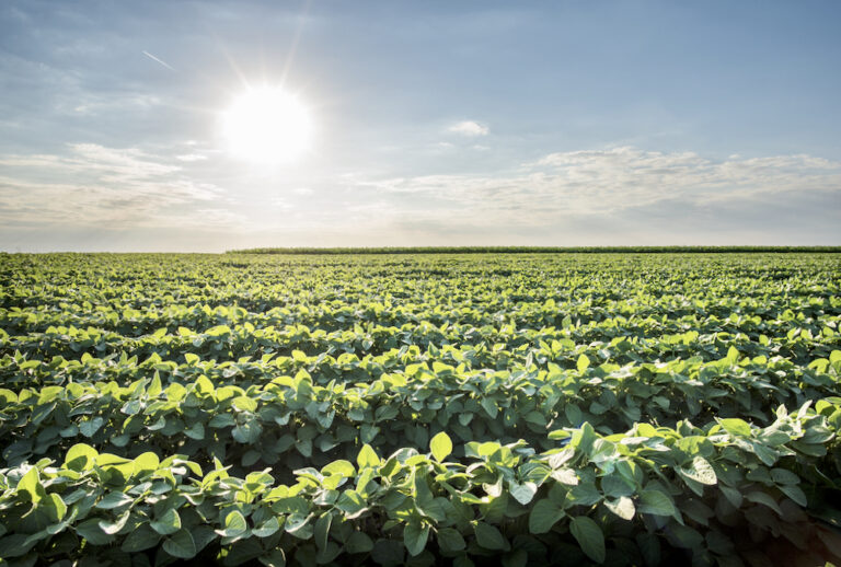 Native prairie restoration becomes a family dream brought to life ...